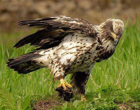 Young Eagle At Home At Fernan Lake Coeur Dalene Press