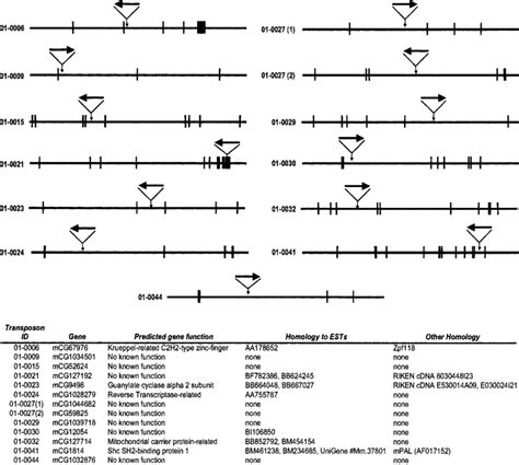 Distribution And Orientation Of Transposon Insertions In Genes Top
