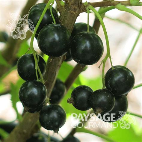 Cassissier Ben Conan Ribes Nigrum Paysage Gourmand