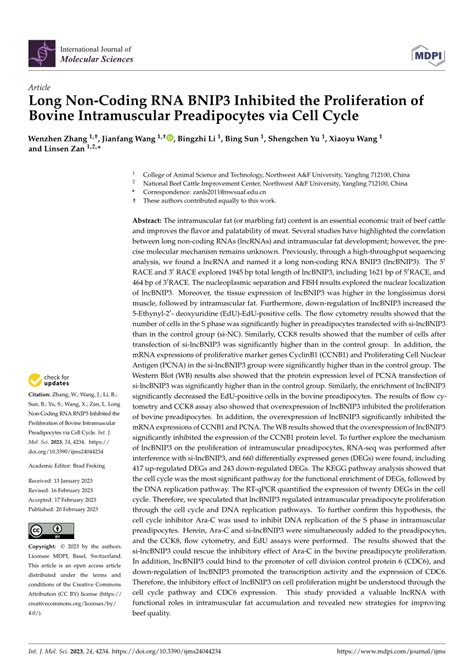Pdf Long Non Coding Rna Bnip3 Inhibited The Proliferation Of Bovine