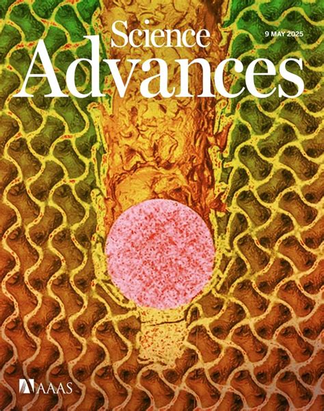 Exploiting Multiscale Dynamic Toughening In Multicomponent Alloy Metamaterials For Extreme