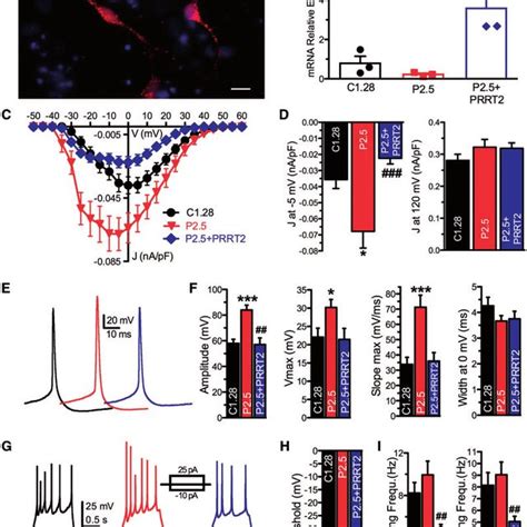 Neuronal Differentiation And Characterization Of Ipsc Derived Neurons Download Scientific