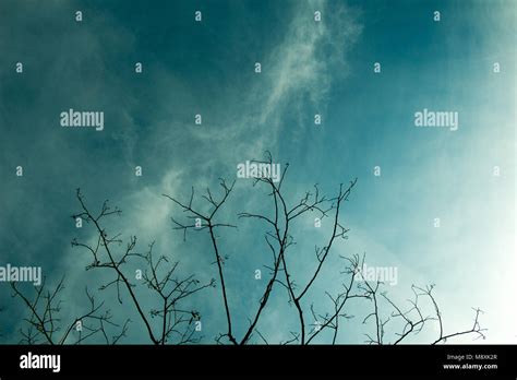 A Unique Photo Of Bright Tender Offshoot Of A Tree Growing Stock Photo Alamy