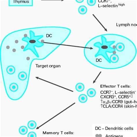 Lymphocyte Development Naïve Lymphocytes Released From The Thymus