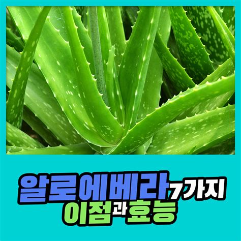 알로에 베라의 7가지 이점과 용도 건강검진정보