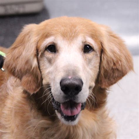 As Good As Gold Golden Retriever Rescue Of Illinoisadopt A Golden Retriever From As Good As Gold