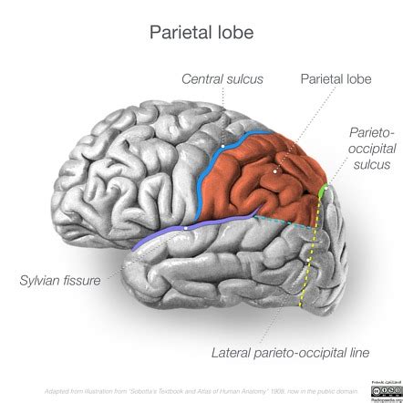 Posterior Parietal Area The Mouse Posterior Parietal Cortex Anatomy