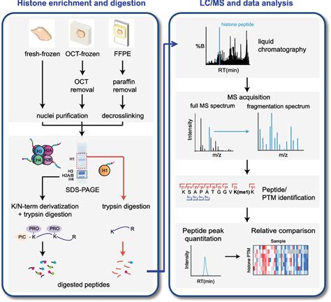 schematic bottom up workflow for ms based analysis of histone ptms and