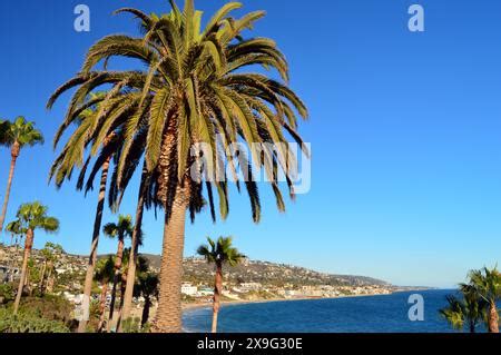 Large Palm Trees Grow And Provide Shade Along A Tropical Beach And Town