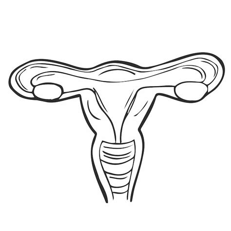 Ilustración De Silueta De Icono Femenino Reproductivo Utero Vector Gráfico Pictograma Símbolo