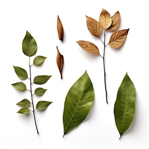 Premium Ai Image Isolated Of Rosewood Tree Leaf Branches Seed Log