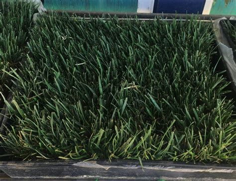 Medallion Dwarf Bonsai Fescue Sod And Seed Inc