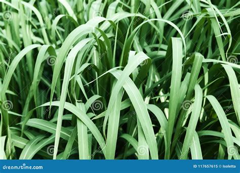 Fresh Green Grass Close Up Stock Image Image Of Summer Green 117657615