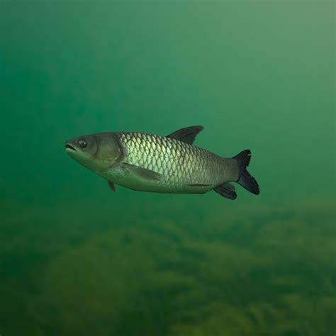 Grass Carp Ctenopharyngodon Idella Max
