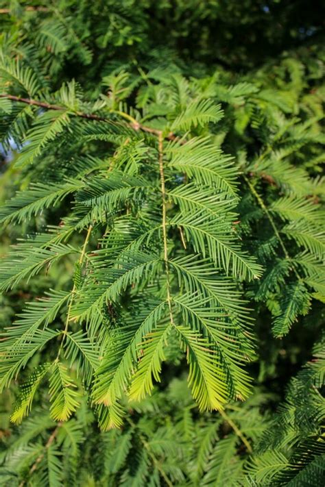 Dawn Redwood Halka Nurseries