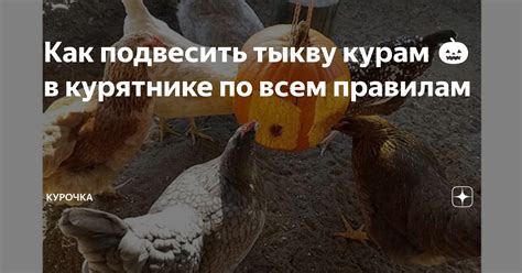 Как подвесить тыкву курам 🎃 в курятнике по всем правилам Курочка Дзен