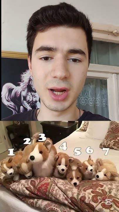 რომელია ნამდვილი ძაღლი ფოტოზე Youtube