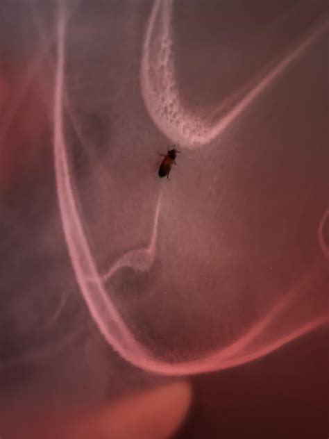 Cockroach Please Tell Me It Isnt Rpestcontrol