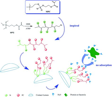 Anti Biofouling Contact Lenses Bearing Surface Immobilized Layers Of Zwitterionic Polymer By One