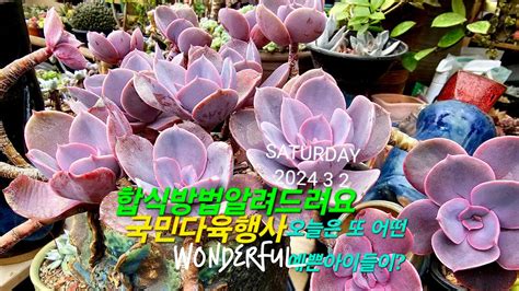 2024년 3월2일多肉植物국민다육 방문구매1500원현금선녀와나무꽃화분다육신상안내다육금화분택배다육택배다육이다육식물인천다육多肉植物 Youtube