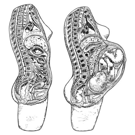 Pregnant Uterus Diagram Drawings Illustrations Royalty Free Vector