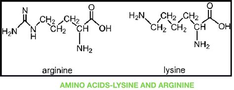 Enzymatic Activity Of Trypsin