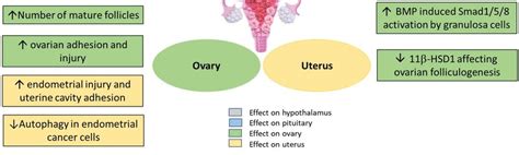 Schematic Model Showing Effects Of Glp 1 And Gip Receptor Modulation On Download Scientific
