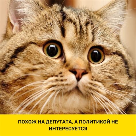 Хорошие новости О КОТАХ И ПОЛИТИЧЕСКИХ ДИСКУССИЯХ Забавное видео с участием хвостатого