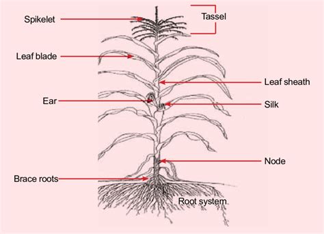 1 Morphological Features Of The Maize Plant Adapted From An Iita