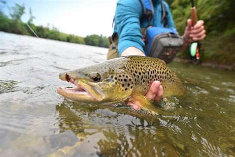 Life In Minnesota The Complete MN Trout Season Fishing Guide Https Lifeinminnesota Com Mn