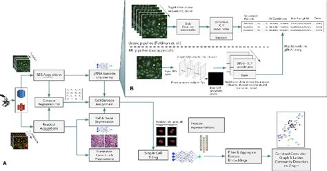 Figure 1 From Machine Learning Enabled Pooled Optical Screening In Human Lung Cancer Cells