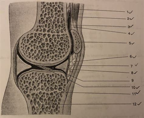 Knee Joint Structure Diagram Quizlet
