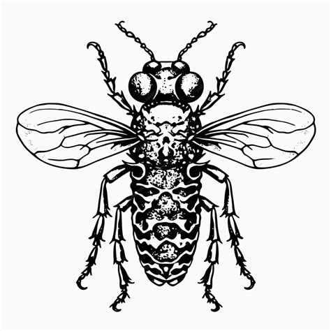 Premium Vector Insect Sketch