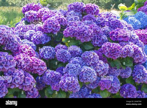 Hydrangea Macrophylla Ornamental Shrub With Purple Flower Heads Hydrangea Garden Hedge