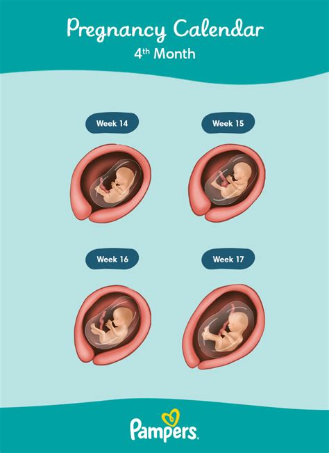 Stages Of Pregnancy In Weeks