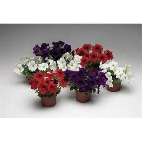 Петуния ампельная в горшке 1 шт купить оптом недорого с доставкой