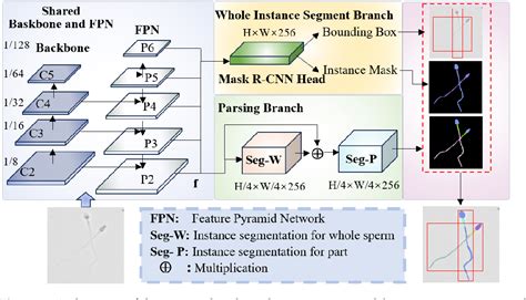 Figure 2 From A Stained Free Sperm Morphology Measurement Method Based On Multi Target Instance