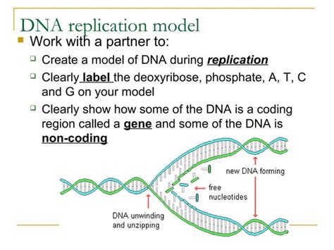 DNA Structure Function Replication Lesson PPT