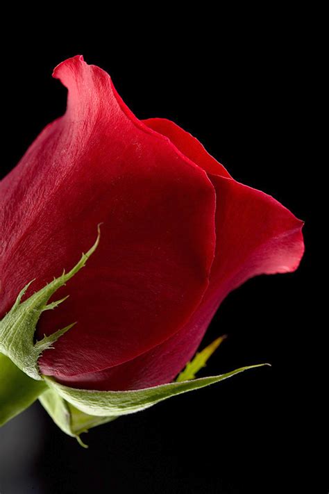 Special Production Run Somali Rose Adventures With The Sage