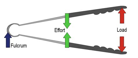 Third Class Lever Mammoth Memory Definition Remember