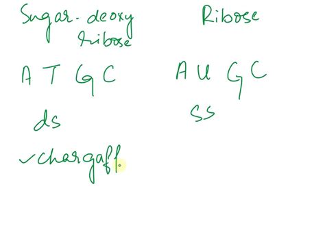 SOLVED Compare And Contrast DNA And RNA Include The Similarities And Differences In Their
