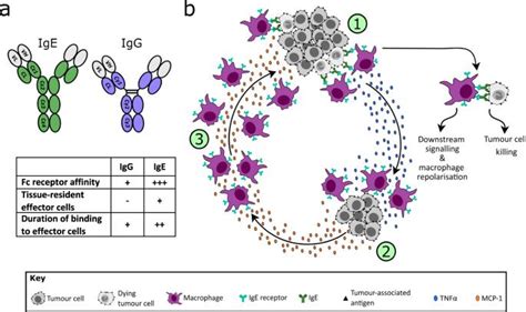 Heather J Bax On Linkedin Safety And Anti Tumour Activity Of The Ige Antibody Mov18 In Patients