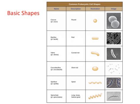 Prokaryotic Cell Structure Function Flashcards Quizlet