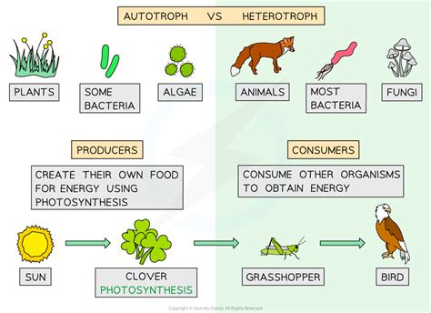 Autotrophs And Heterotrophs Ib Ess Revision Notes