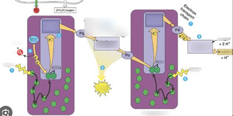 Light Reactions Diagram Quizlet