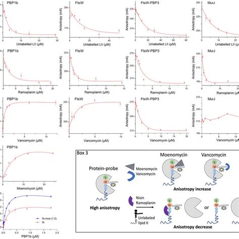 Fluorescence Anisotropy Assay Using The Nbd Lipid Ii As A Probe For Download Scientific Diagram
