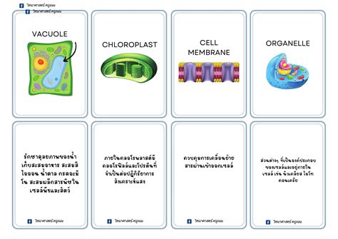 🟢แจก Flash Card Cell สอนพิเศษ เชียงใหม่ By Sigcenter