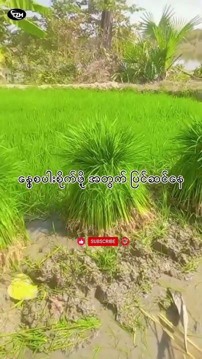 နွေးစပါးစိုက်ဖို့အတွက် ပျိုးနုတ်နေပါတယ် Shortsvideo Viralvideo Youtube