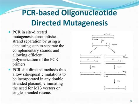 Lectut Btn 202 Ppt L33 Site Directed Mutagenesis Pptx Genetics Science
