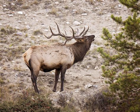 The North American Wildlife Model A Public Legacy In Conservation